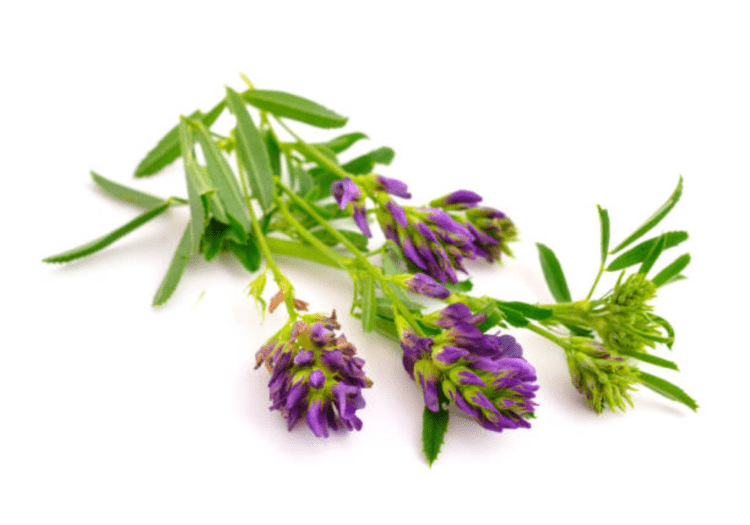 Cỏ linh lăng • Hello Bacsi