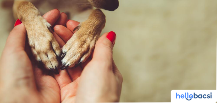 Lợi ích của thú nuôi đối với sức khỏe của bạn • Hello Bacsi
