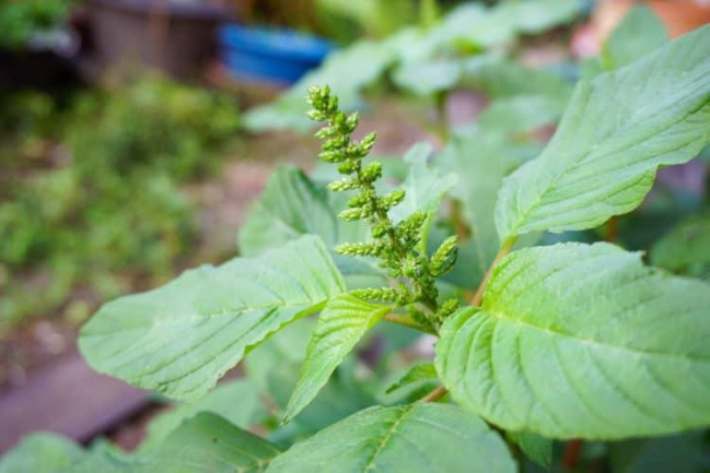 Rau dền: Lợi ích sức khỏe và các món ngon dễ làm • Hello Bacsi