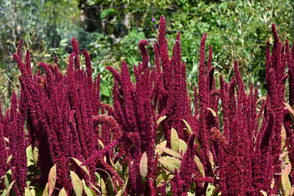 Amaranth • Hello Bacsi