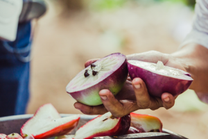 Lợi ích và giá trị dinh dưỡng của trái vú sữa • Hello Bacsi