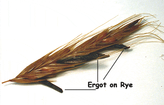 Ergot • Hello Bacsi