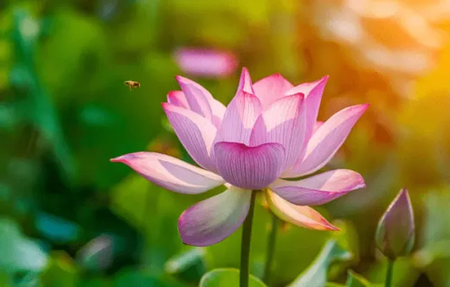 Cây sen: Bài thuốc quý giúp bạn luôn khỏe đẹp • Hello Bacsi