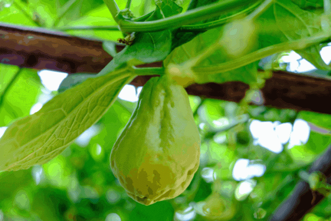 10 tác dụng của quả su su giúp bạn khỏe đẹp hơn • Hello Bacsi