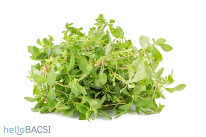 Rau đắng đất: Tác dụng, liều dùng và cách sử dụng • Hello Bacsi