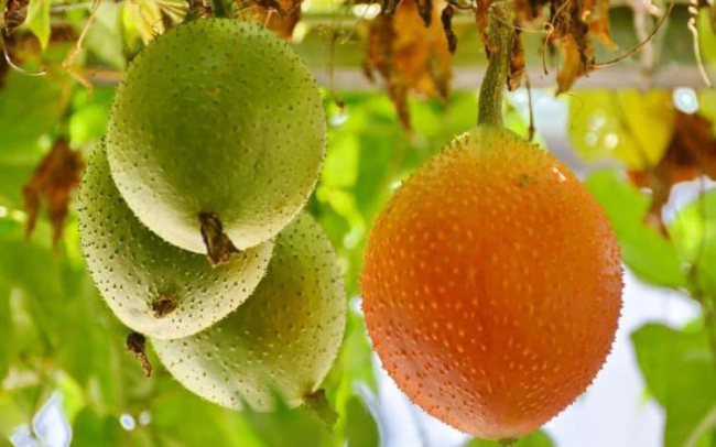 Cách làm dầu gấc tại nhà: nhanh gọn, rẻ, bổ, đẹp! • Hello Bacsi