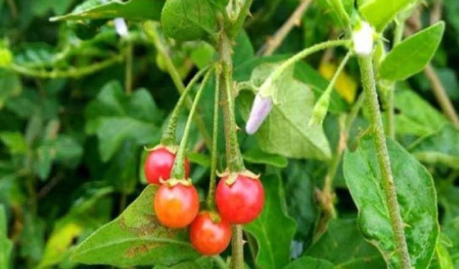 Cà gai leo: Công dụng và cách sử dụng • Hello Bacsi