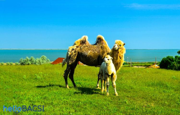 Sữa lạc đà: Bổ dưỡng và tốt hơn sữa bò thông thường • Hello Bacsi