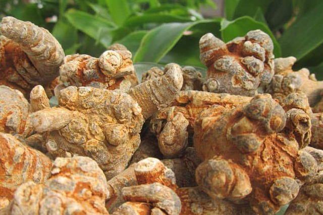 Tam thất: Vị thuốc quý không kém nhân sâm • Hello Bacsi