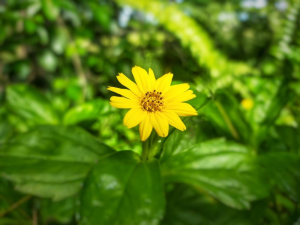 Cây sài đất có tác dụng gì? Cách dùng và liều dùng • Hello Bacsi