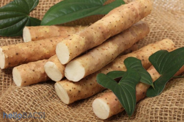 Chi tiết về chinese yam là gì và lợi ích cho sức khỏe