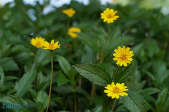 Cây sài đất có tác dụng gì? Cách dùng và liều dùng • Hello Bacsi