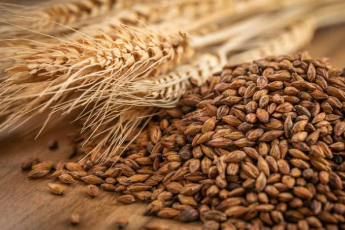 Trà lúa mạch: Thức uống lành mạnh cho sức khỏe • Hello Bacsi