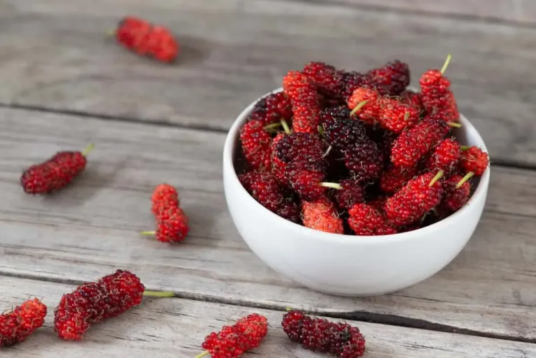 Quả dâu tằm: Loại quả ngon, tốt lành cho sức khỏe • Hello Bacsi