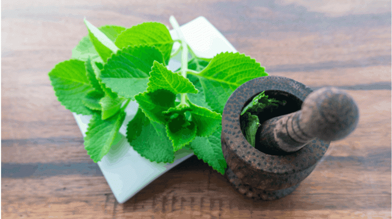 Rau tần dày lá: Những công dụng đối với sức khỏe • Hello Bacsi