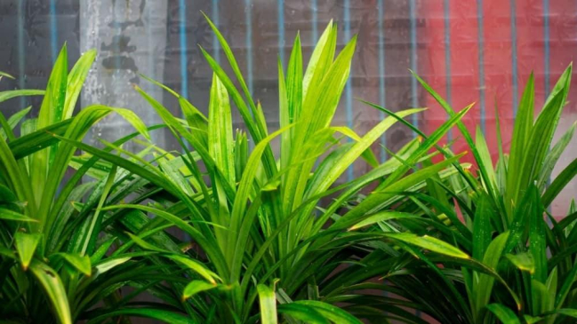 Lá dứa có tác dụng gì? Cách dùng và liều dùng • Hello Bacsi