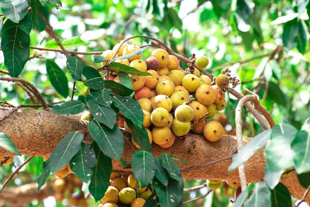 Lá sung trị tiểu đường: Tác dụng của lá sung với bệnh tiểu đường