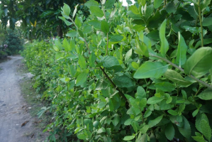 Cây cúc tần và những công dụng chữa bệnh ít người biết • Hello Bacsi