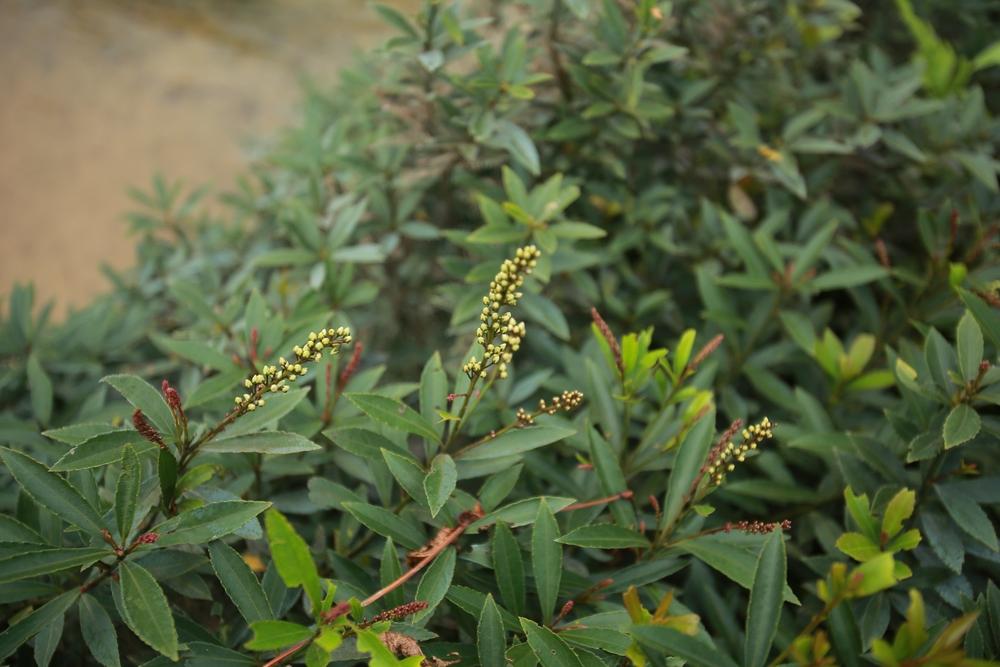 Cây khổ sâm cho lá: Vị thuốc cho bệnh dạ dày và nhiều công dụng khác