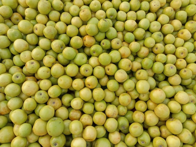 Táo xanh (táo ta): loại trái cây quen thuộc với nhiều công dụng chữa