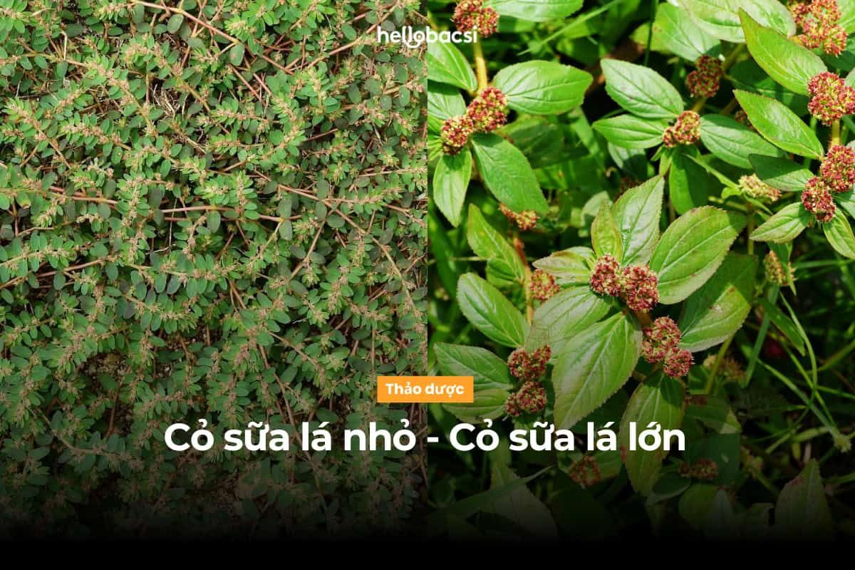 Cây cỏ sữa: Công dụng, cách dùng và liều dùng • Hello Bacsi