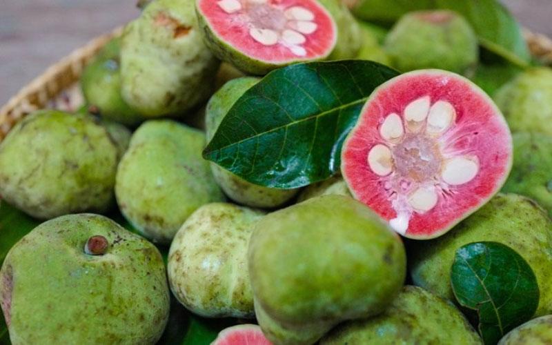 Cây chay (chay ruột đỏ) - Từ món ăn đến vị thuốc quý • Hello Bacsi