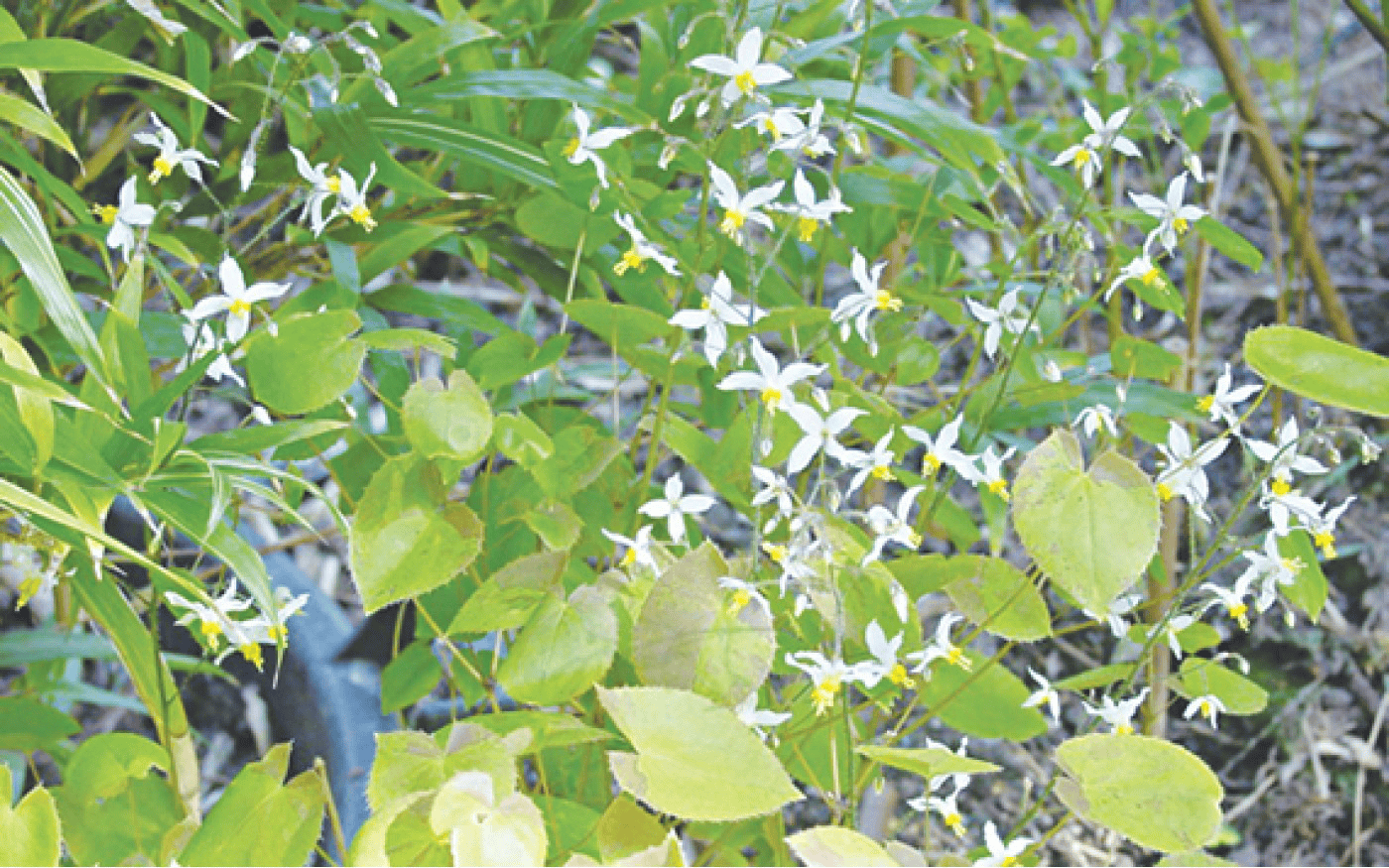 Dâm dương hoắc: Liệu có phải là thần dược cho nam giới • Hello Bacsi