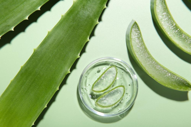 Aloe vera là gì? Có tác dụng gì với sức khỏe và làn da? • Hello Bacsi